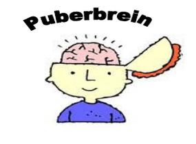 Puberbrein